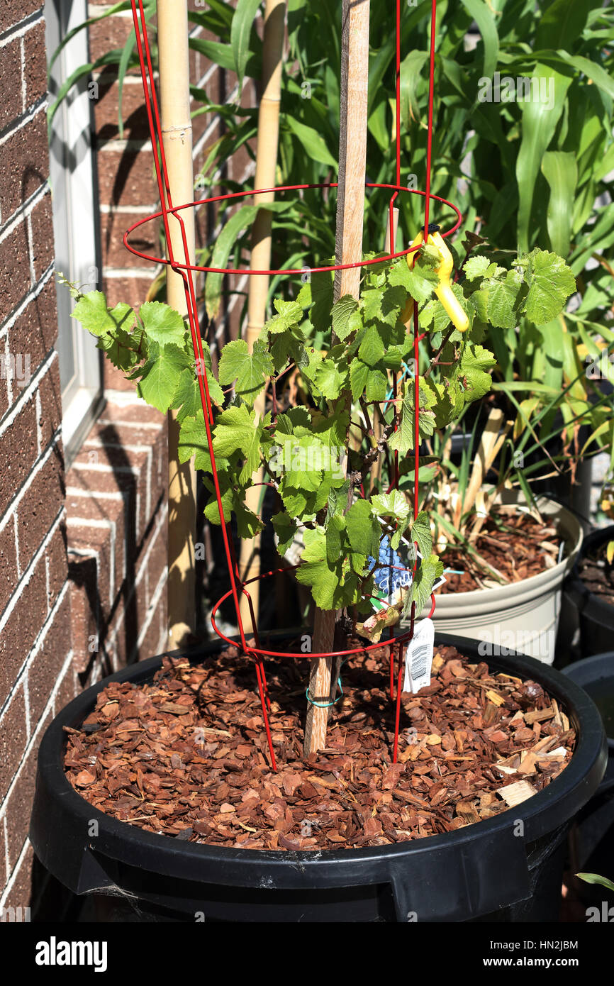 Young grape vine in pot hi-res stock photography and images - Alamy