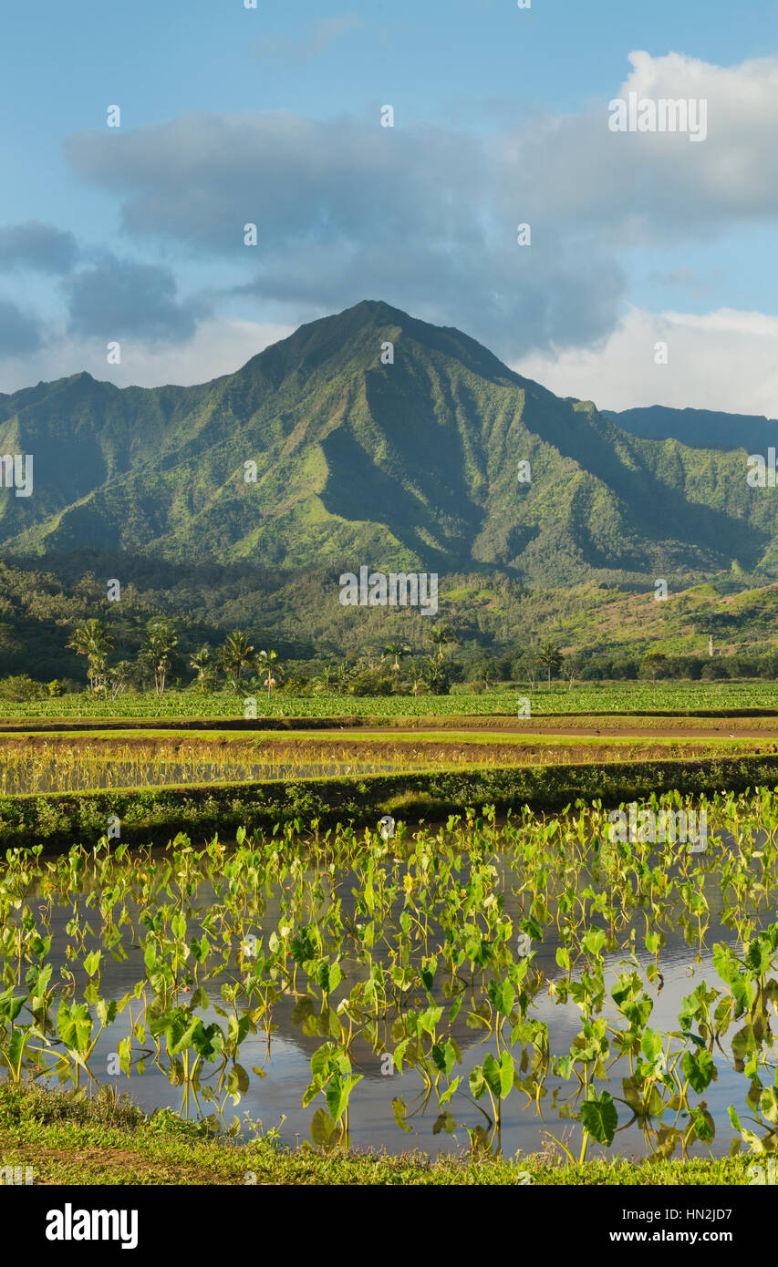 Poi hawaii hi-res stock photography and images - Alamy
