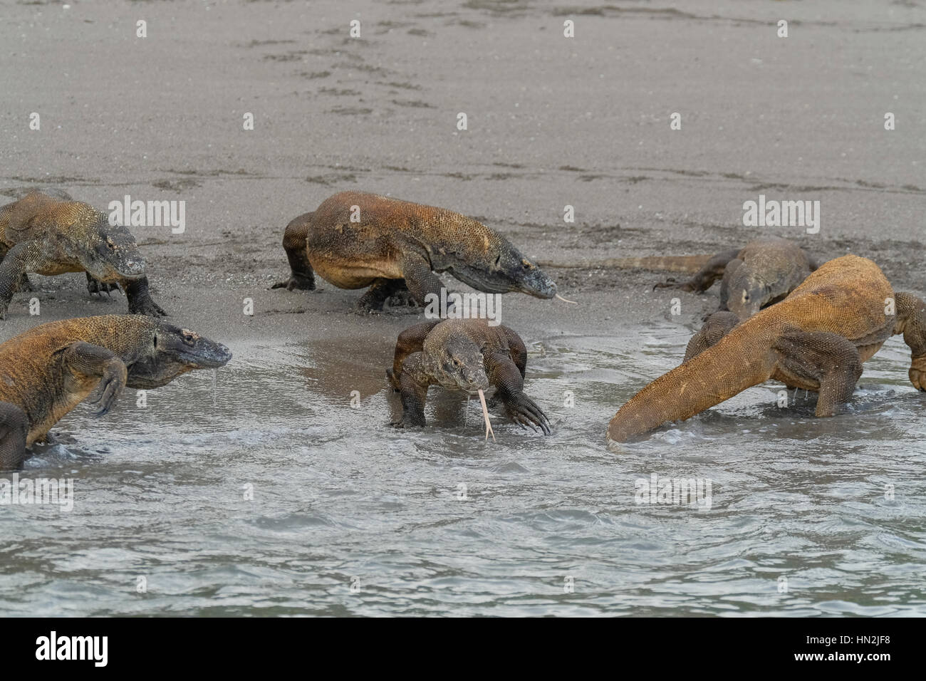 Komodo. The wild dragon in the Rinca island. Rinca island is part of ...