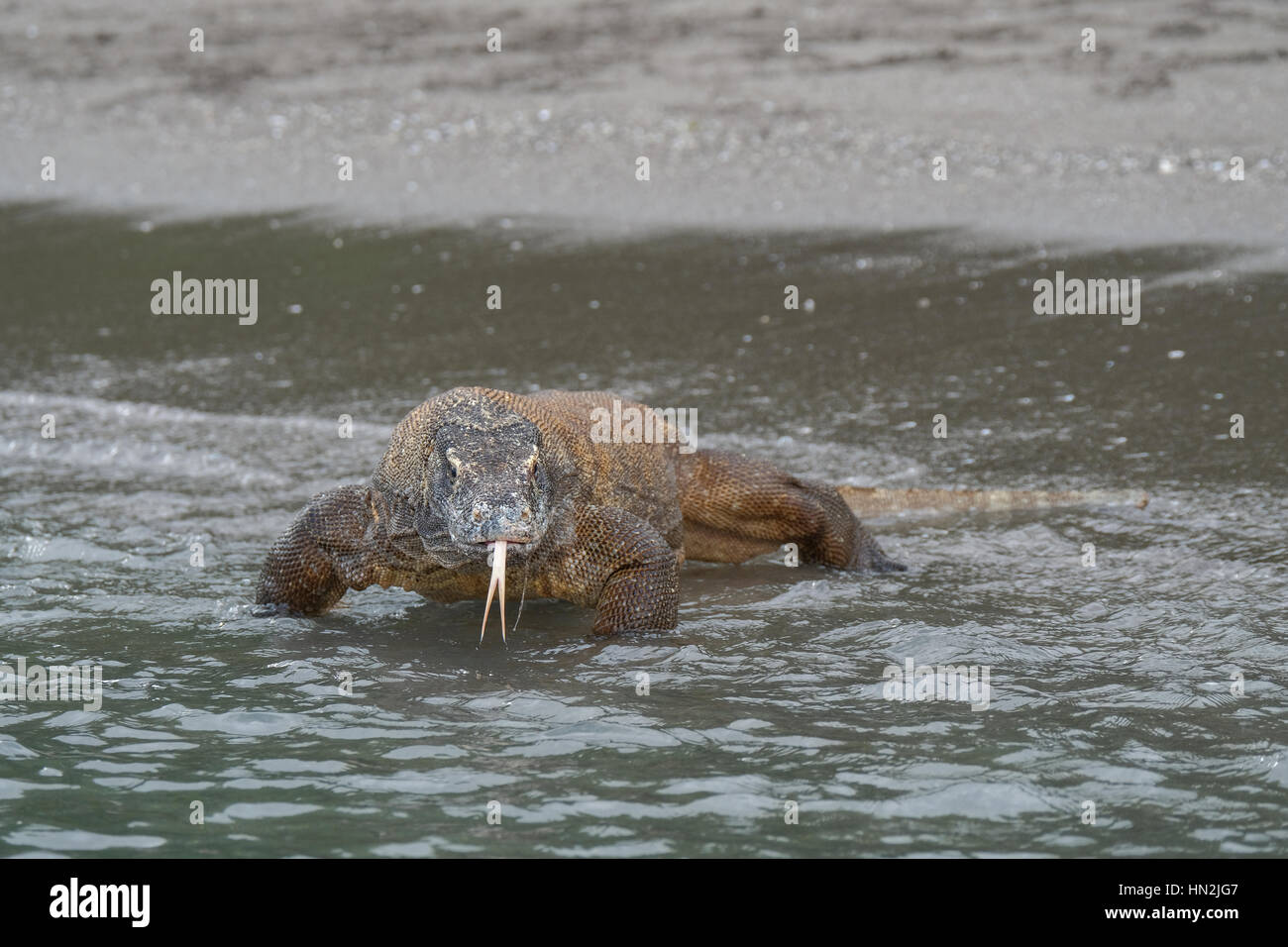 Komodo. The wild dragon in the Rinca island. Rinca island is part of ...