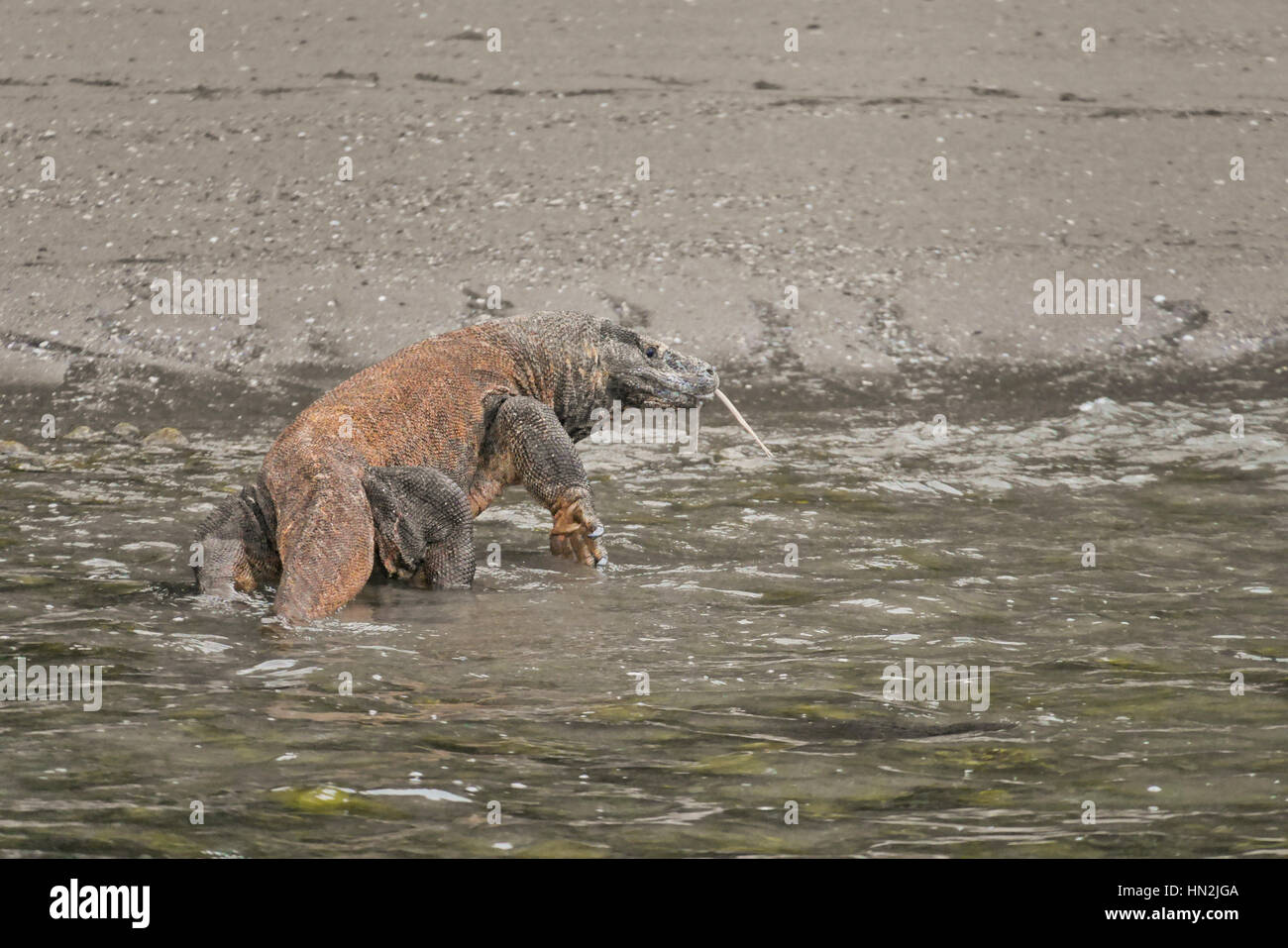 Komodo. The wild dragon in the Rinca island. Rinca island is part of ...