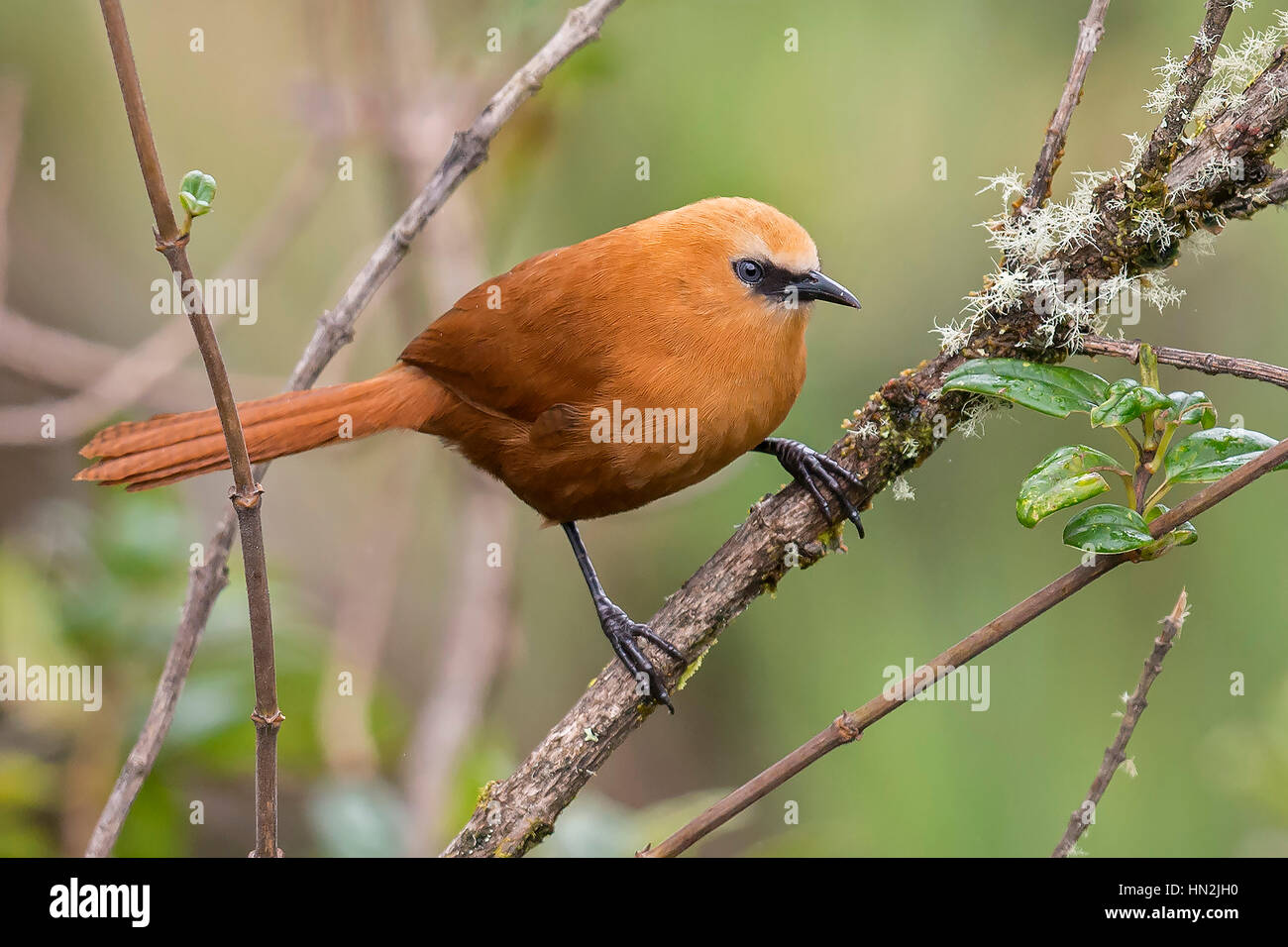 Rufous Wren (Cinnycerthia unirufa), La Calera, Cundinamarca Stock Photo ...