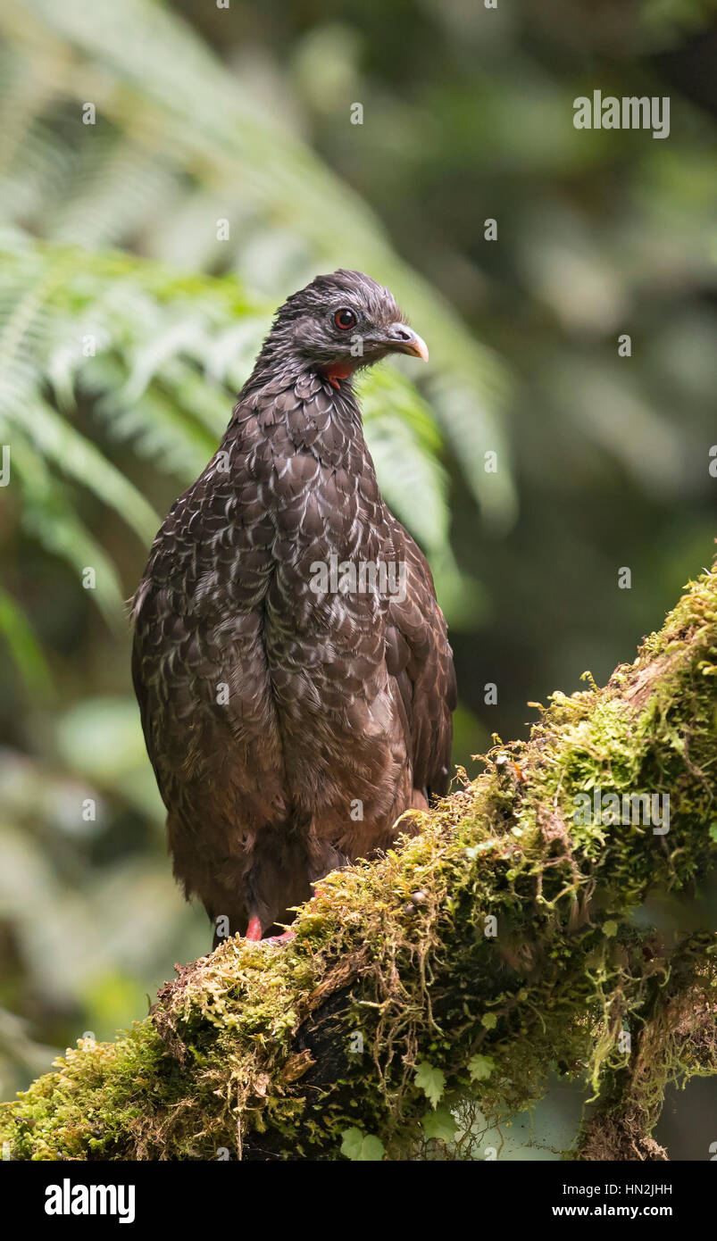 Pava andina hi-res stock photography and images - Alamy