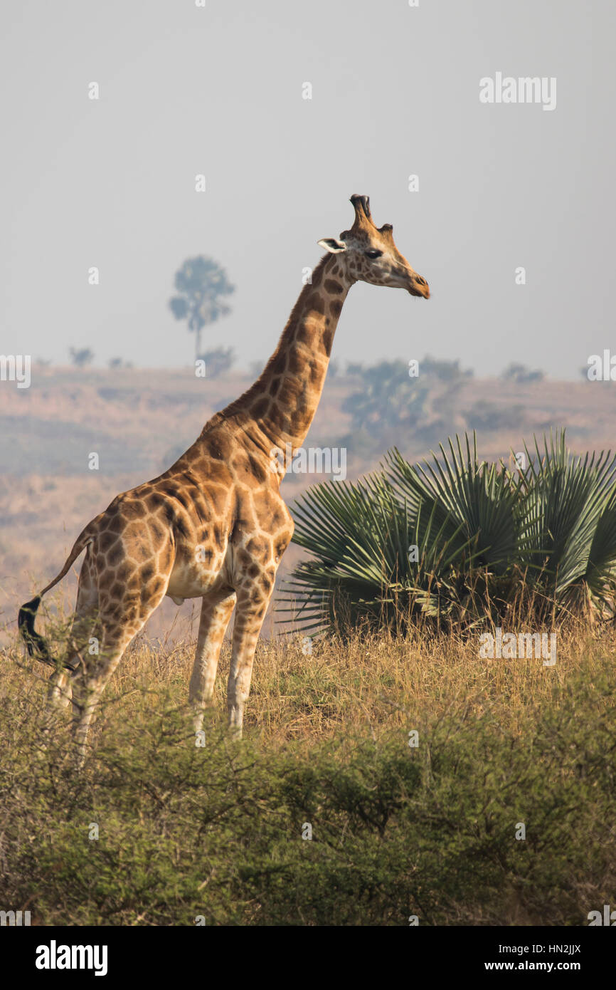 giraffe standing in the bush the savanna sunny day Stock Photo - Alamy