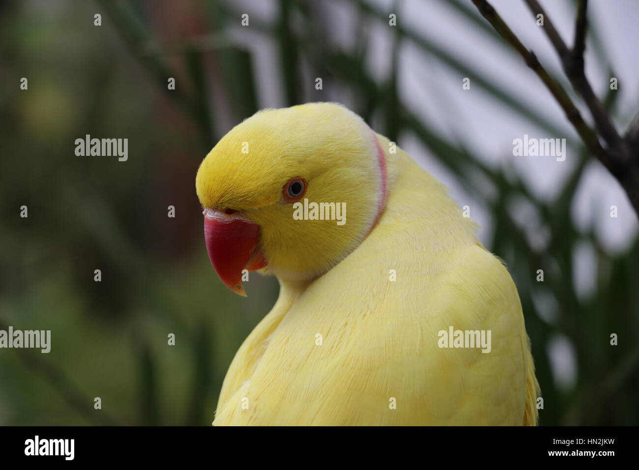 Ring Neck Parrot With Red Beak Stock Photo - Alamy