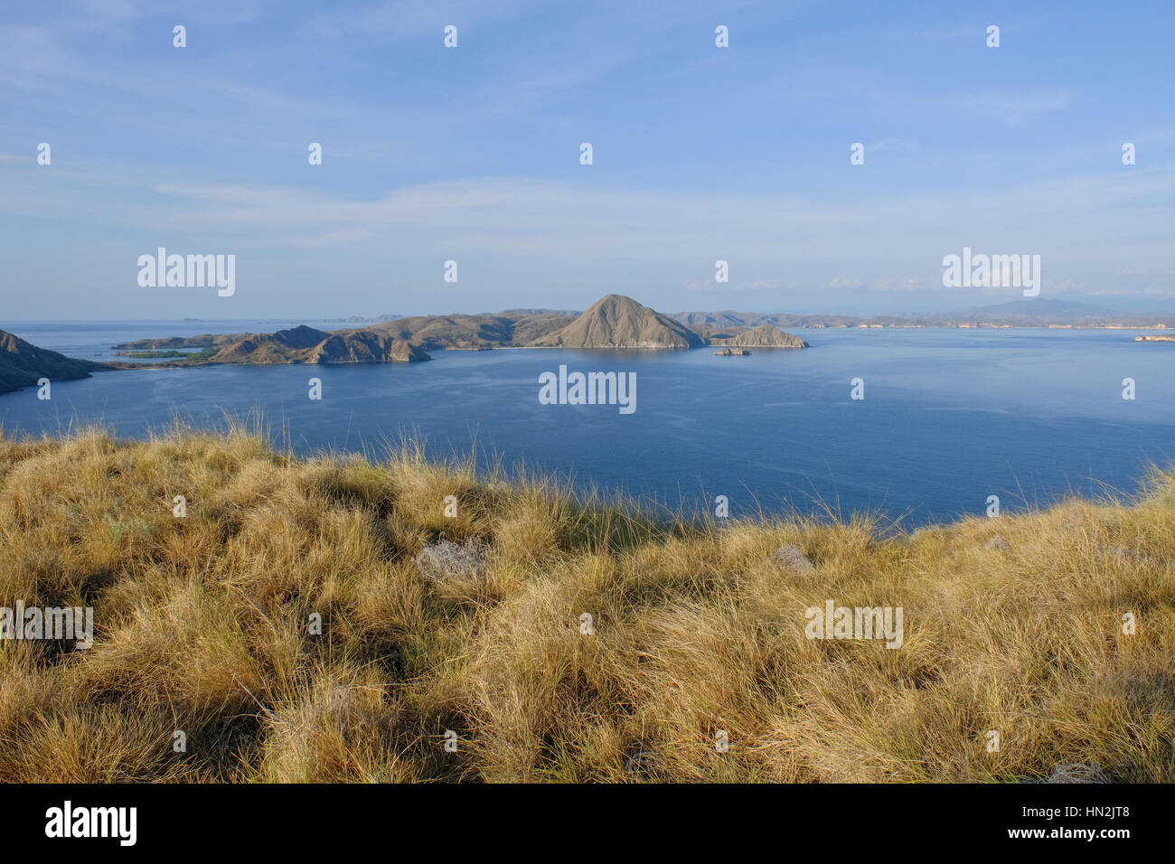 Komodo. The wild dragon in the Rinca island. Rinca island is part of ...