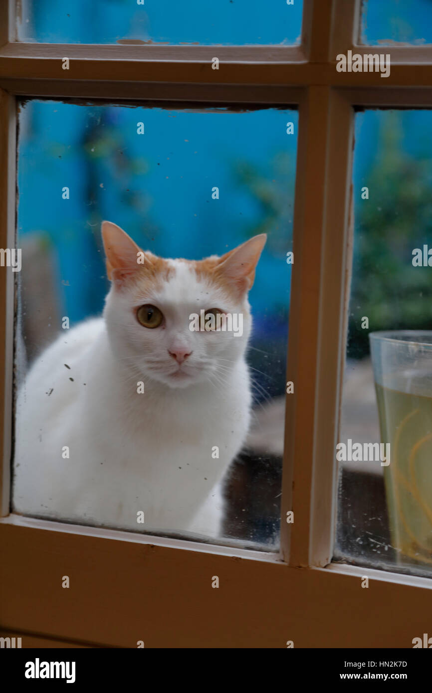 Paris Cat looks through window at photographer, France - shot August ...