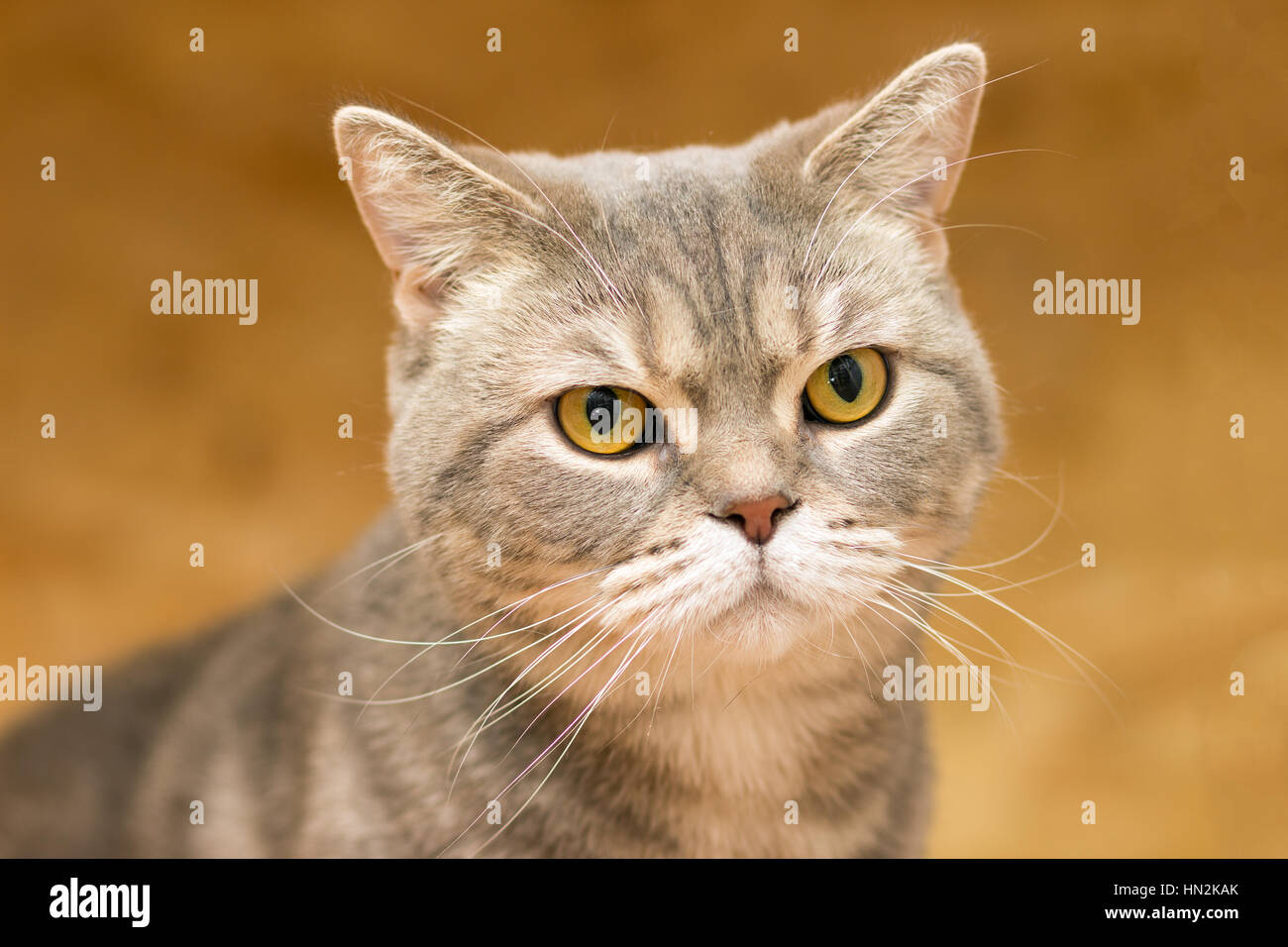 Portrait of the British cat breed Stock Photo - Alamy
