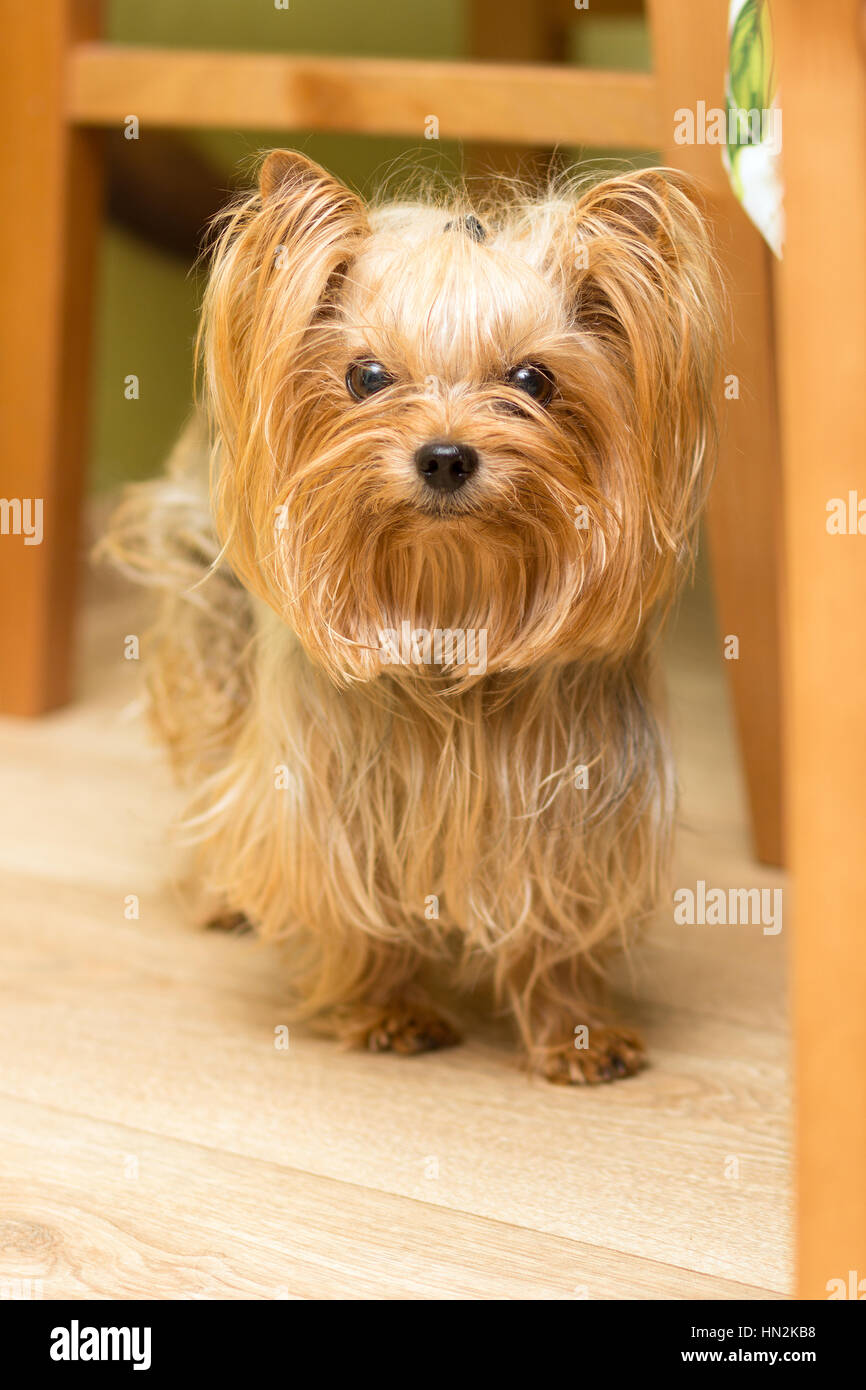 Do Yorkies Have Big Ears