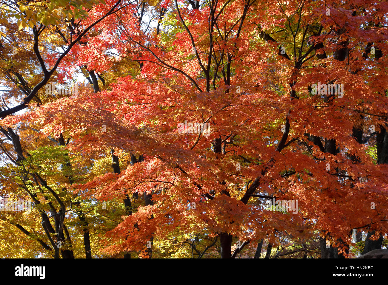 Autumn color from view from Seoul Tower hilltop, Seoul South Korea ...
