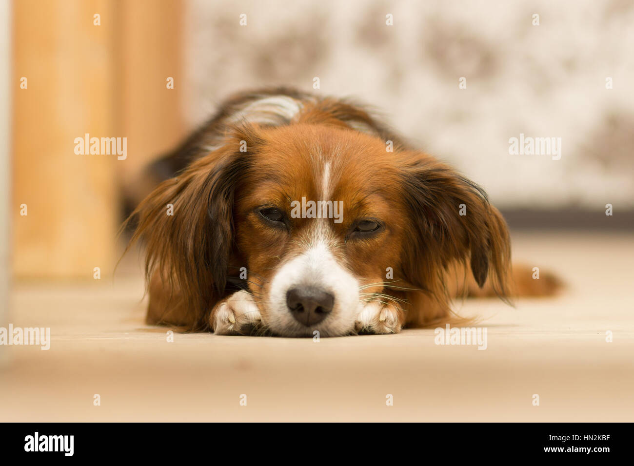 Cleo the dog hi-res stock photography and images - Alamy
