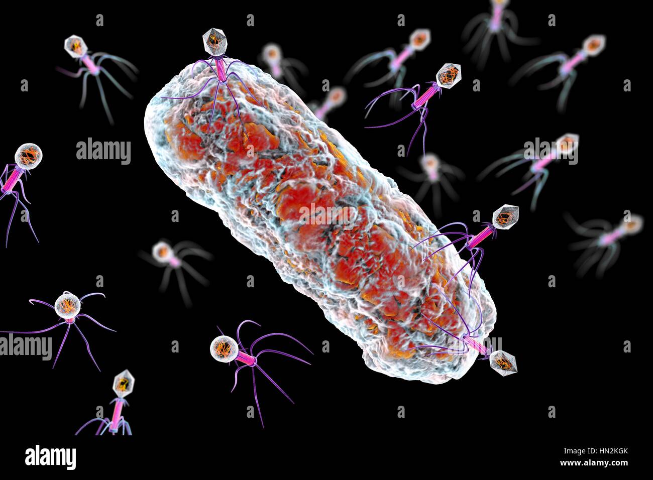 Bacteriophage t4 virus hi-res stock photography and images - Alamy