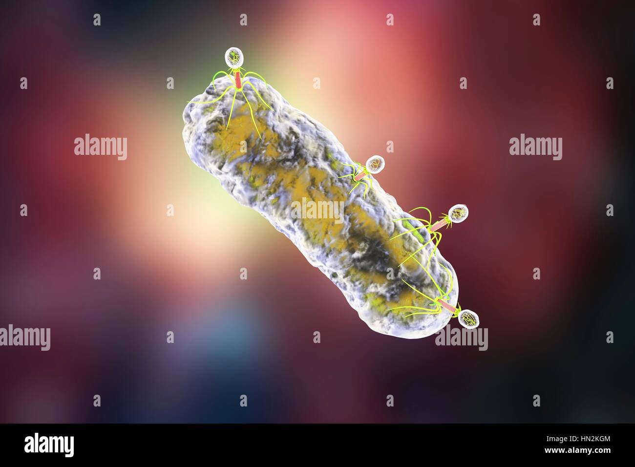 Bacteriophages infecting bacteria, computer illustration. A ...
