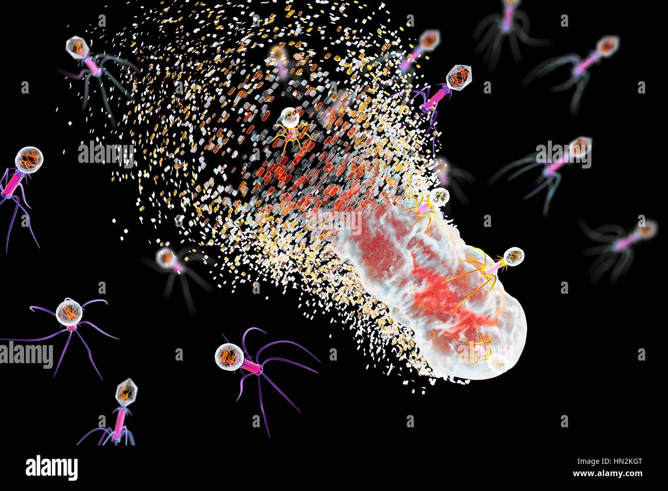 Bacteriophages infecting bacteria, computer illustration. A ...