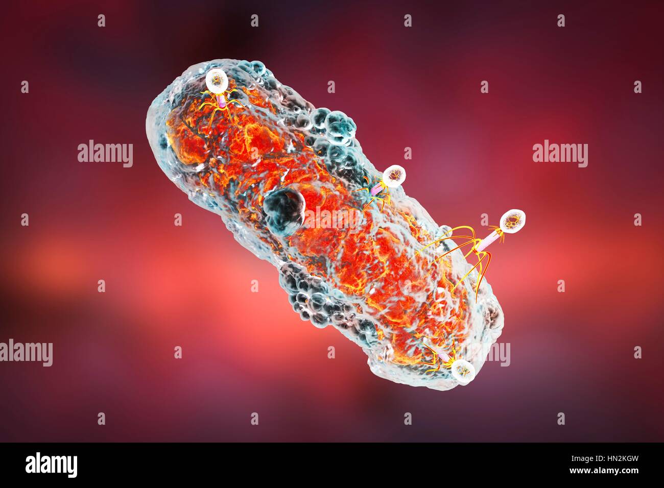 Bacteriophages infecting bacteria, computer illustration. A ...
