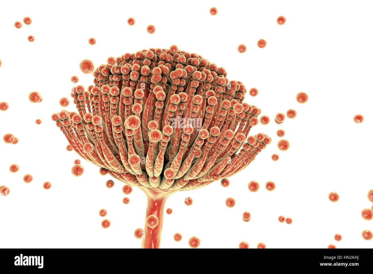 Aspergillus Fungus Computer Illustration This Is A Toxic Fungus That