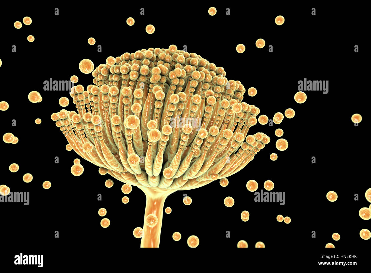 Aspergillus fungus hi-res stock photography and images - Alamy