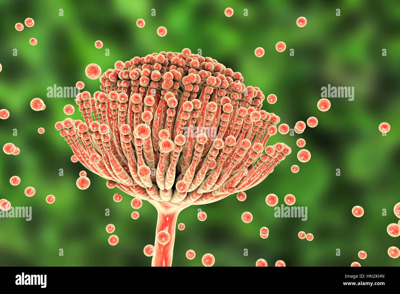 Aspergillus spores micro High Resolution Stock Photography and Images ...