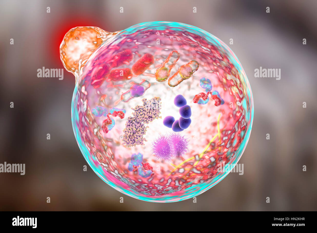 Autophagy. Computer illustration of a lysosome (orange) fusing with an ...