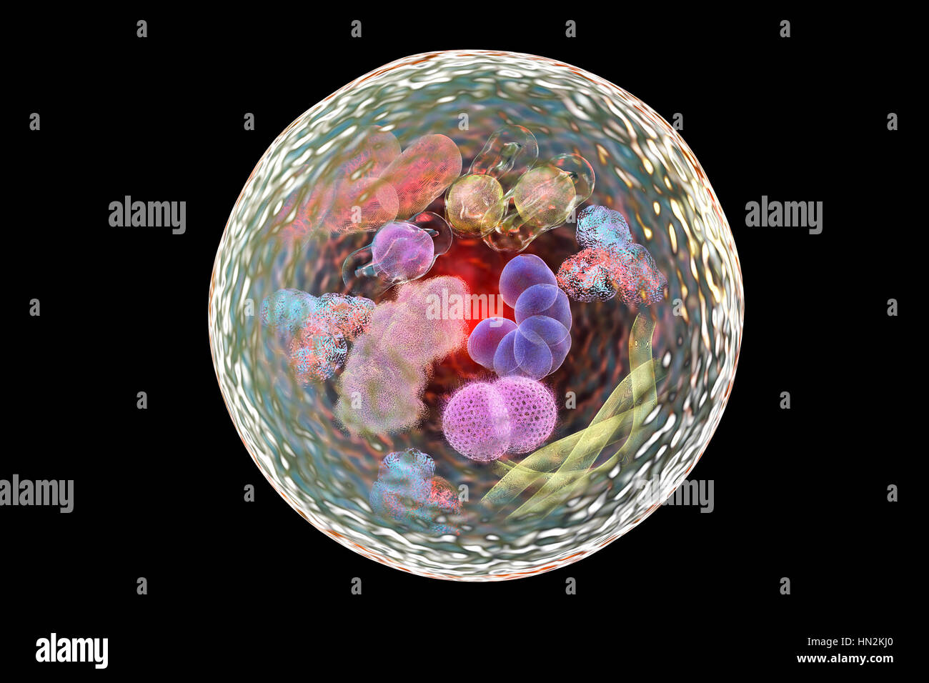 Autophagy. Computer illustration of the degradation of cellular waste ...