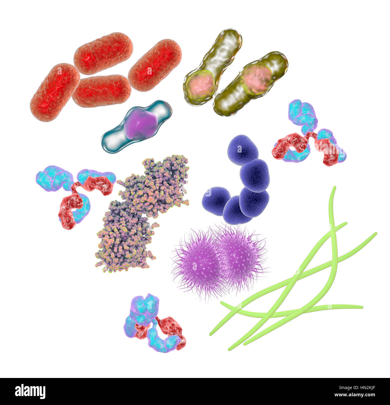 Coccus bacteria Cut Out Stock Images & Pictures - Alamy