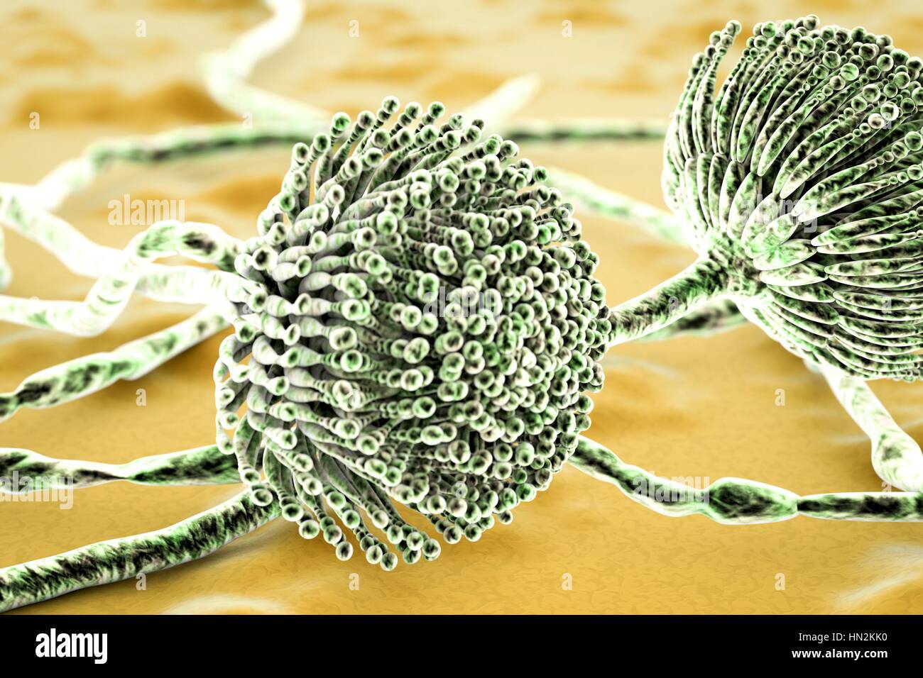 Aspergillus fungus, computer illustration. This is a toxic fungus that ...