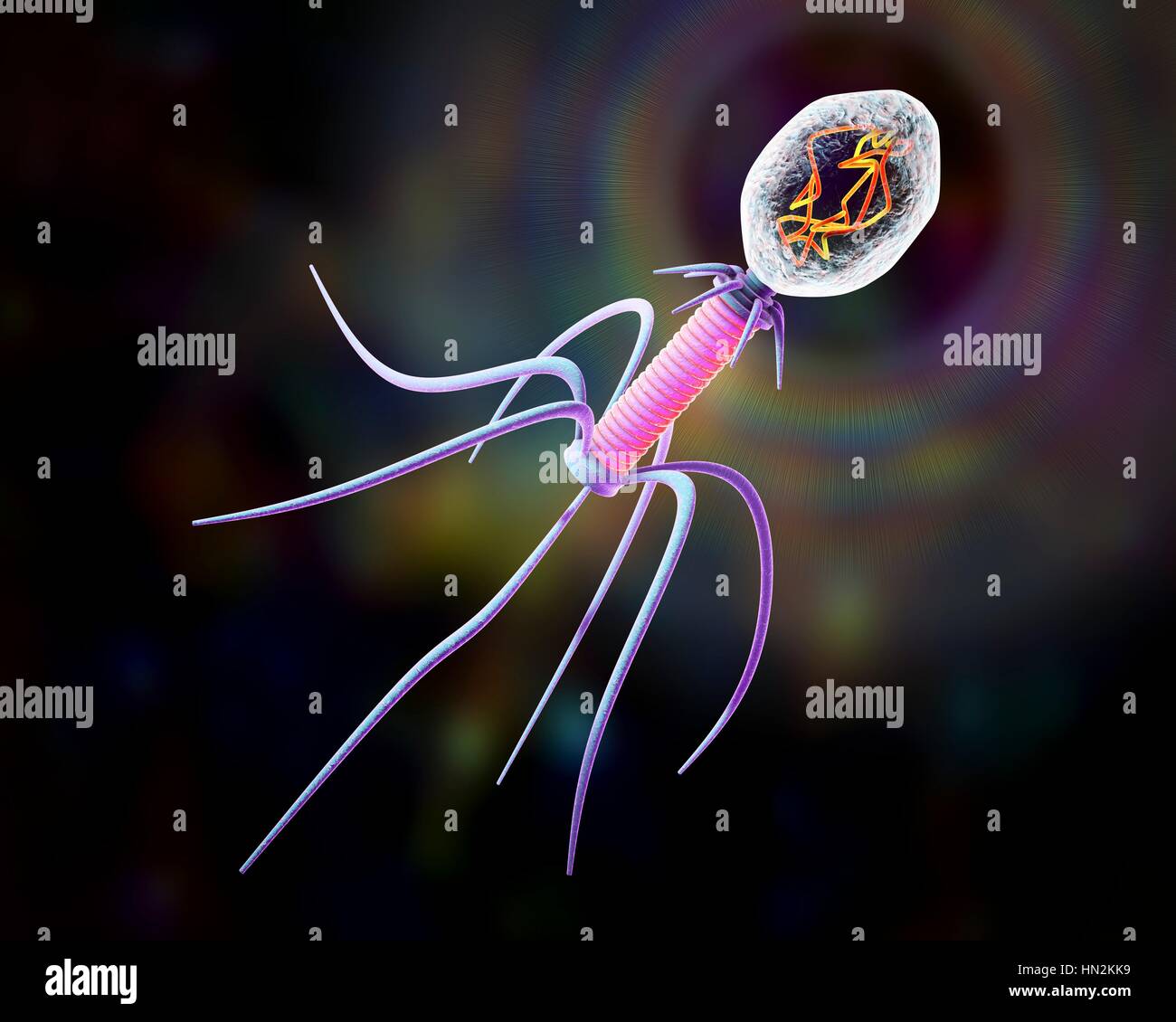 Bacteriophages infecting bacteria hi-res stock photography and images ...