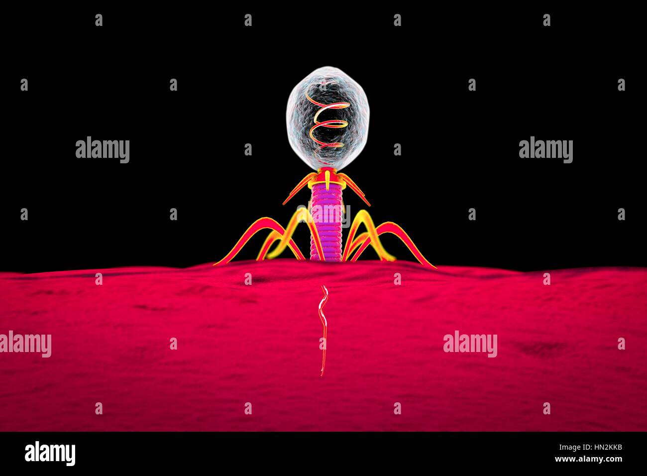Bacteriophage.Illustration of bacteriophage injecting its genetic Stock ...