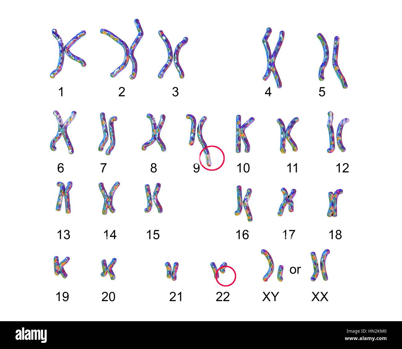 Chromosome Makeup Of A Male
