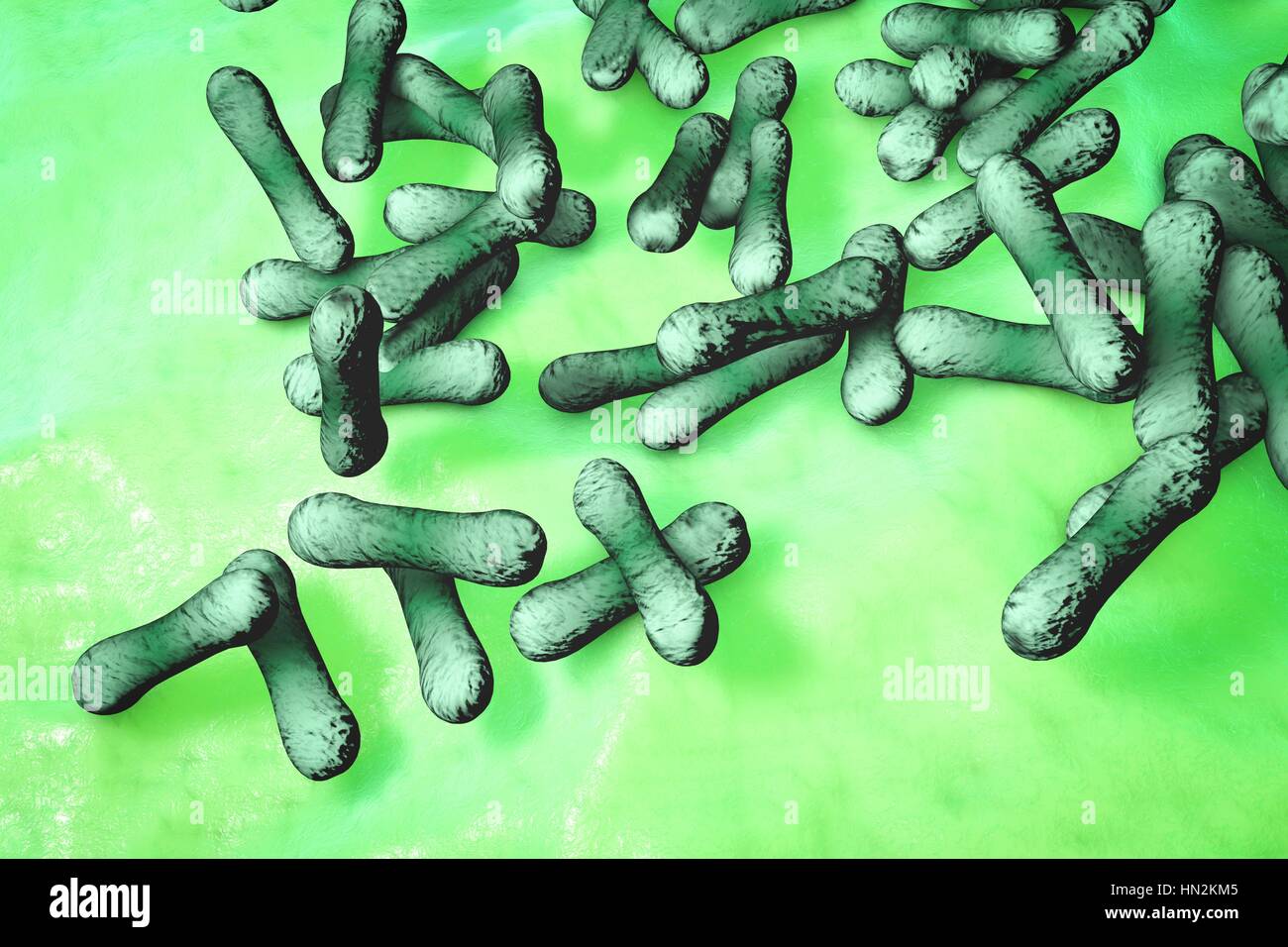 Corynebacterium diphtheriae, computer illustration. C. diphtheriae is a ...