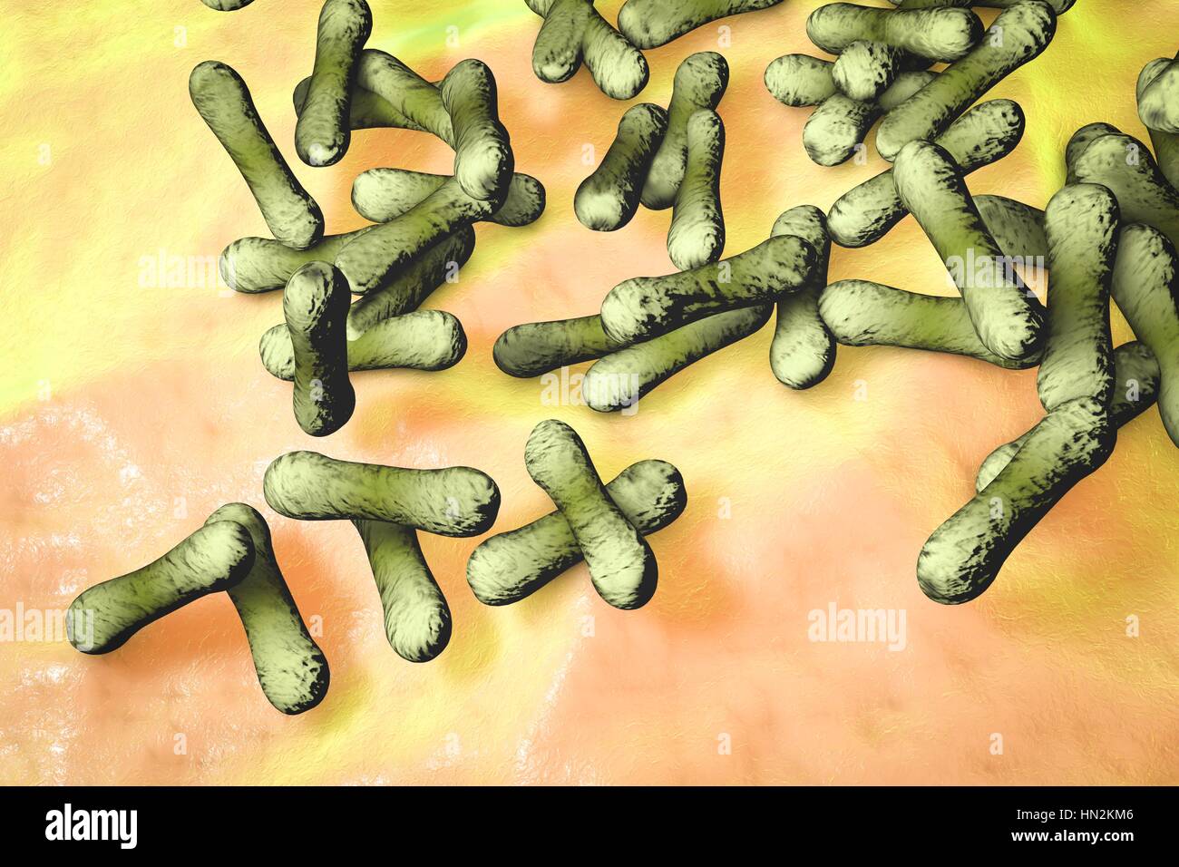 Diphtheria Bacteria Shape