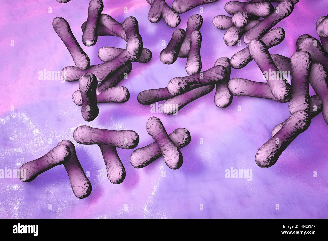 Corynebacterium diphtheriae hi-res stock photography and images - Alamy