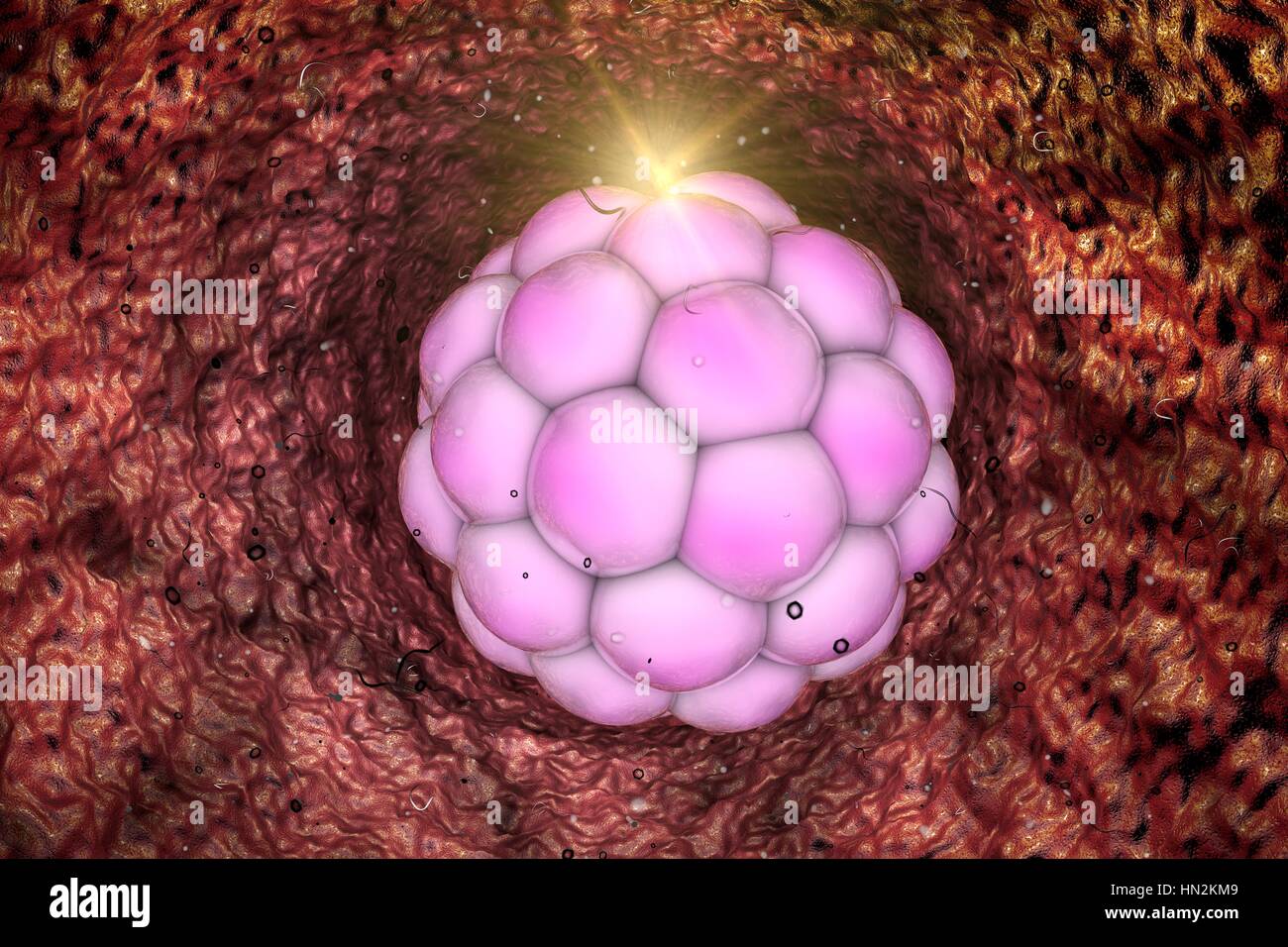 Human embryo development cells hi-res stock photography and images - Alamy