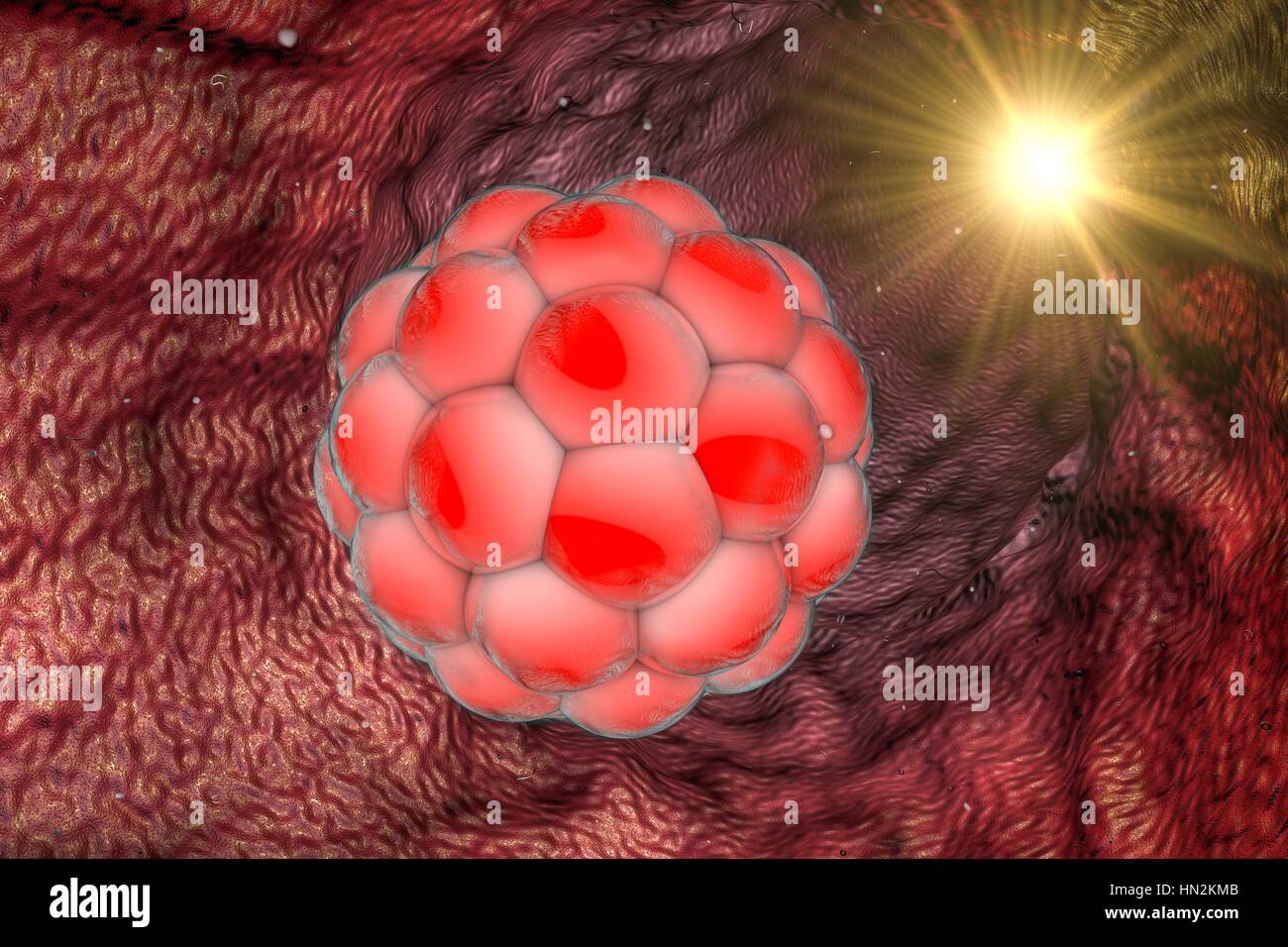 Human embryo development cells hi-res stock photography and images - Alamy