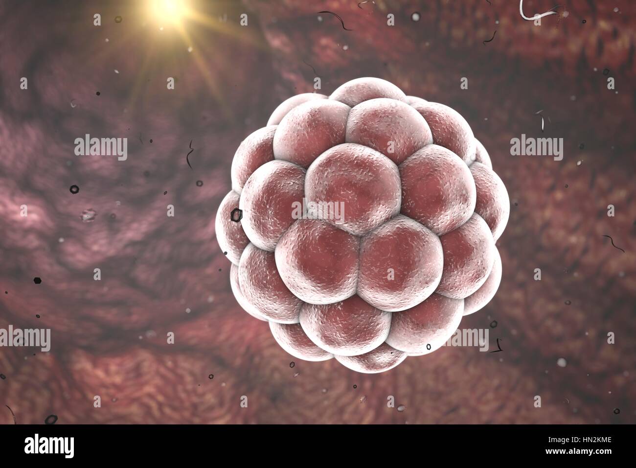 Human embryo development cells hi-res stock photography and images - Alamy