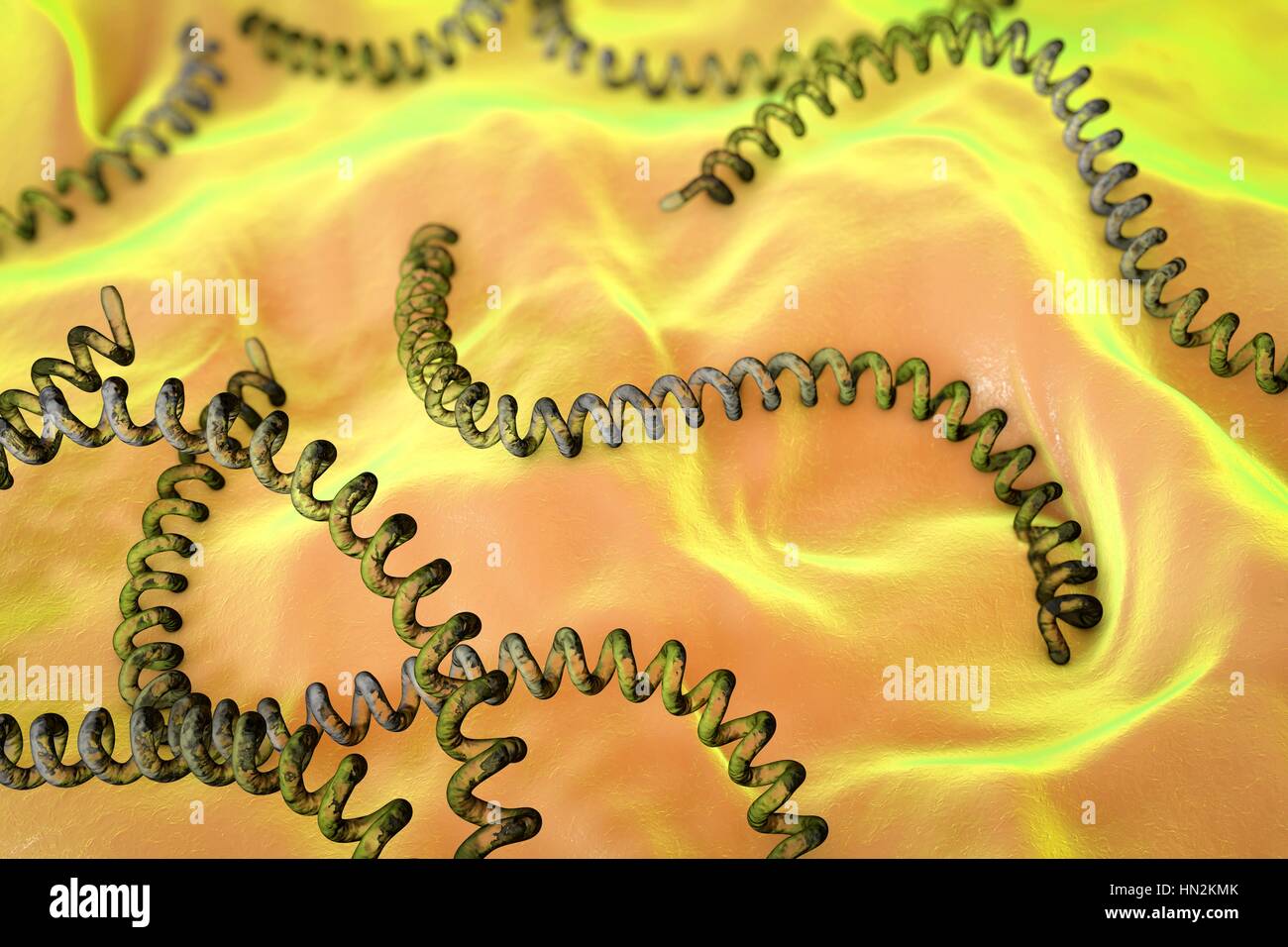 Helical Bacteria