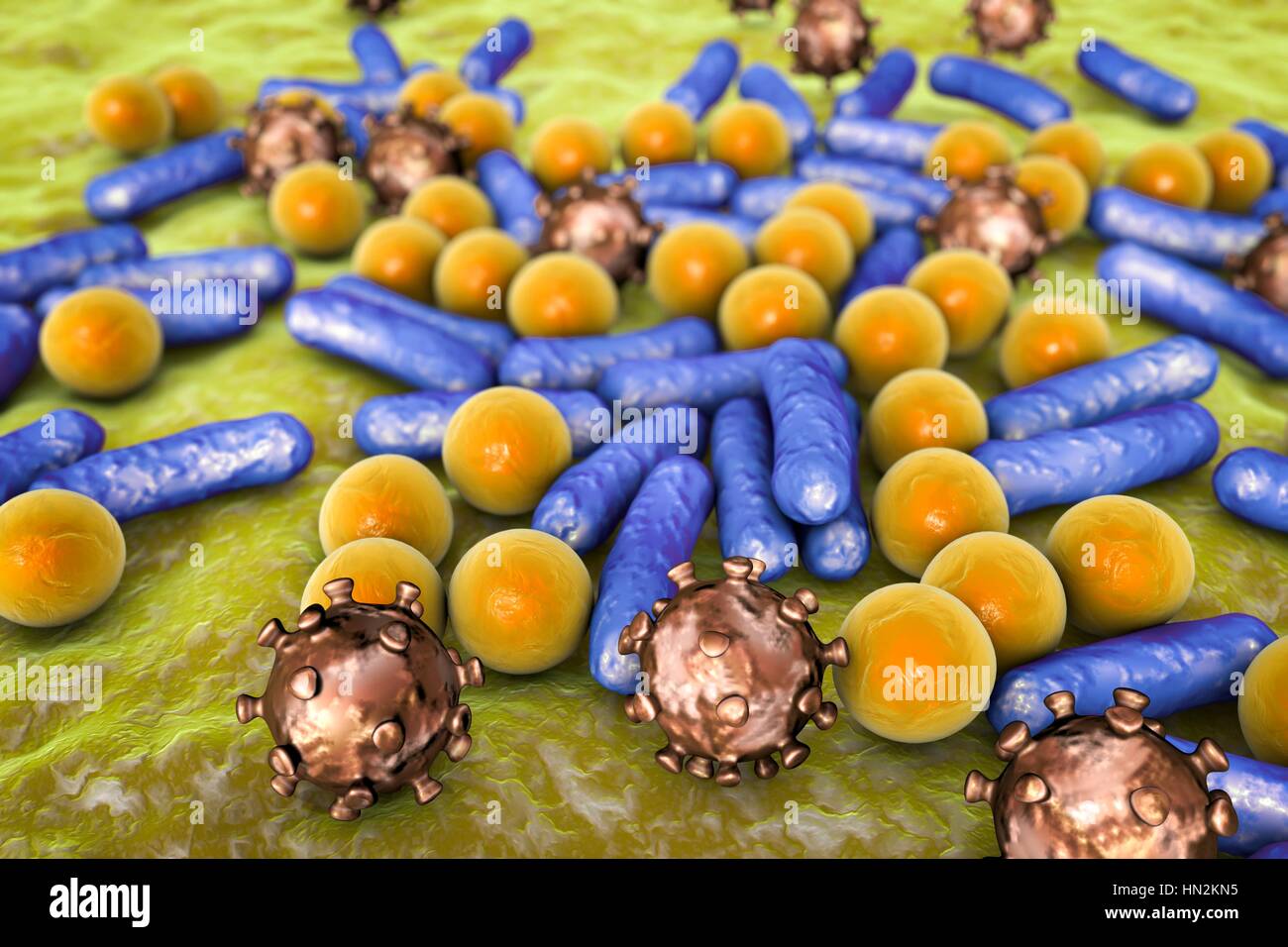 Bacteria of different shapes hi-res stock photography and images - Alamy