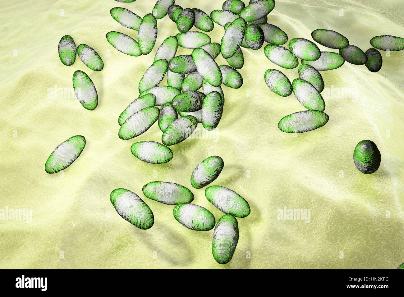 Plague bacteria (Yersinia pestis),computer illustration.Y.pestis are ...