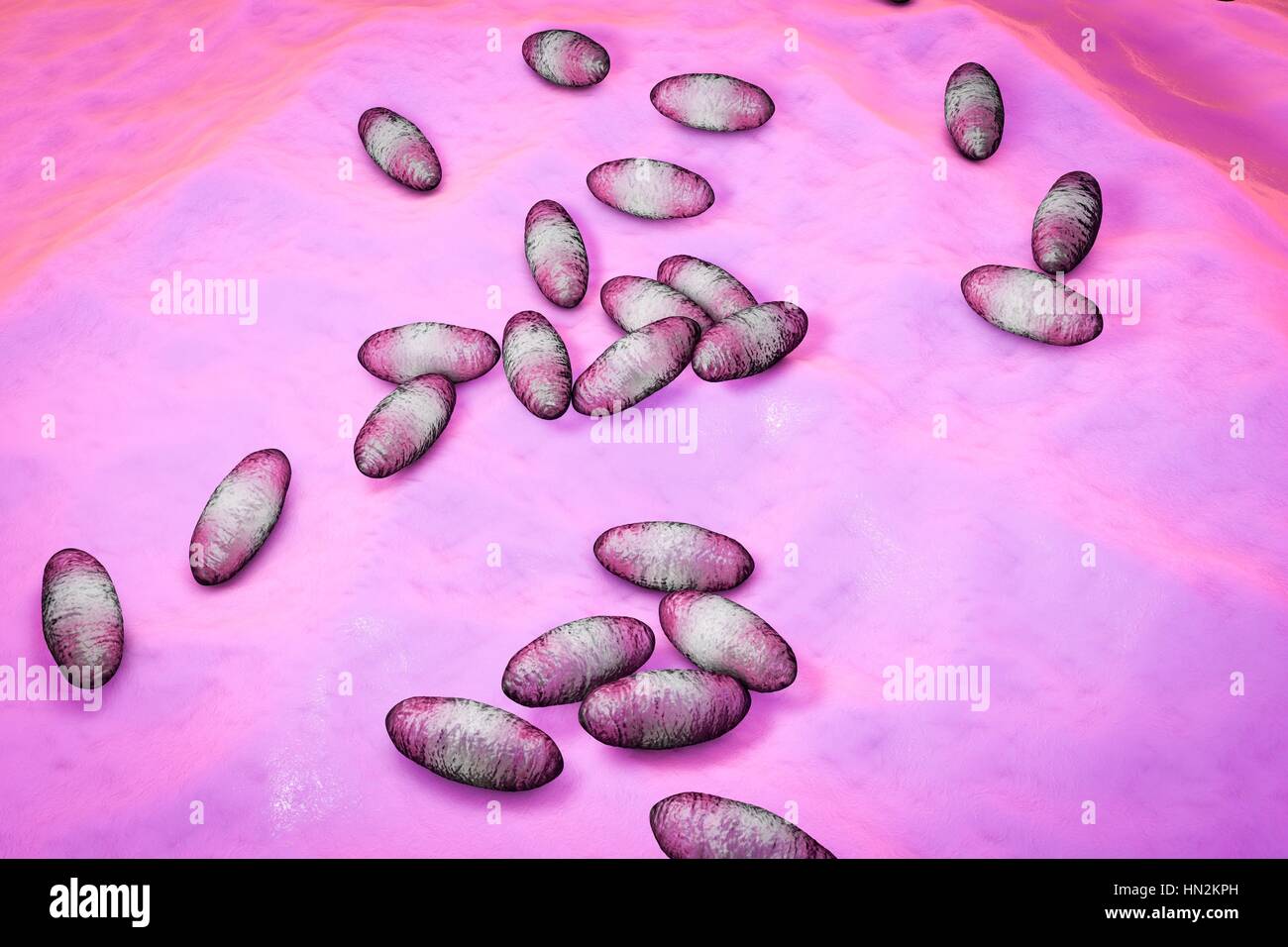Plague bacteria (Yersinia pestis),computer illustration.Y.pestis are ...