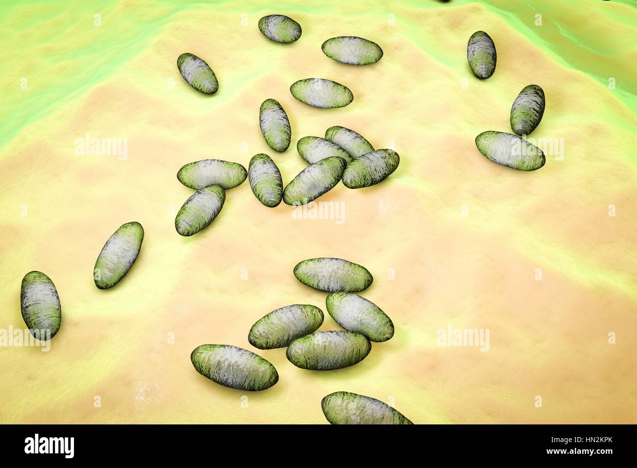 Septicemic plague High Resolution Stock Photography and Images - Alamy