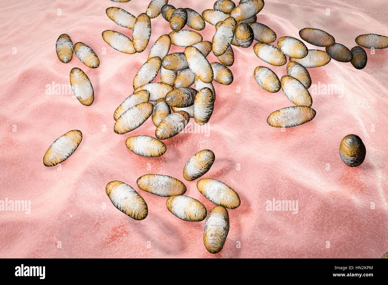 Plague bacteria (Yersinia pestis),computer illustration.Y.pestis are ...