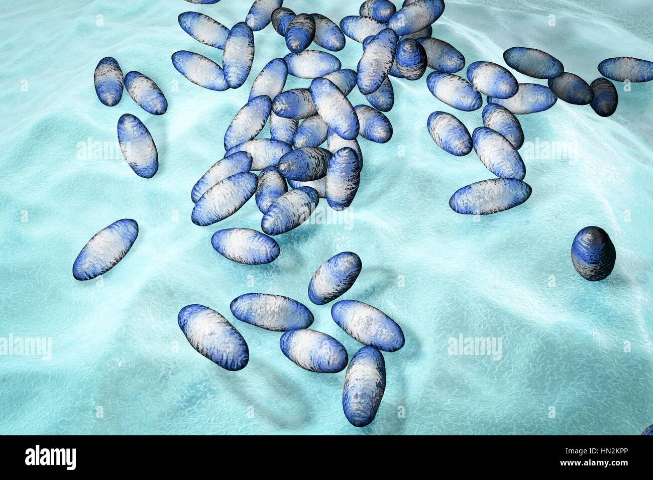Septicemic plague High Resolution Stock Photography and Images - Alamy
