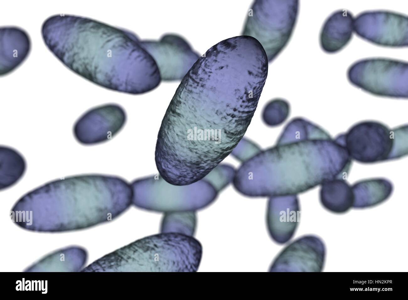Plague bacteria (Yersinia pestis),computer illustration.Y.pestis are ...