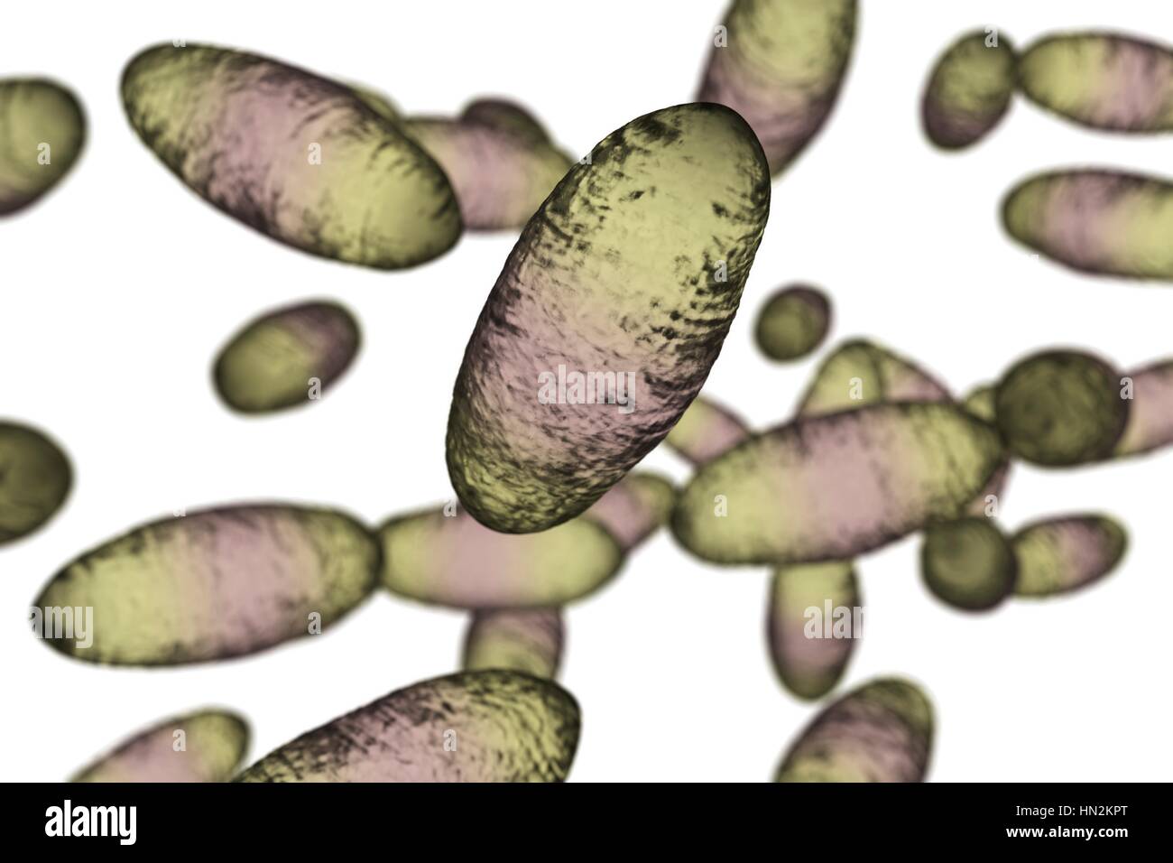 Plague bacteria (Yersinia pestis),computer illustration.Y.pestis are ...