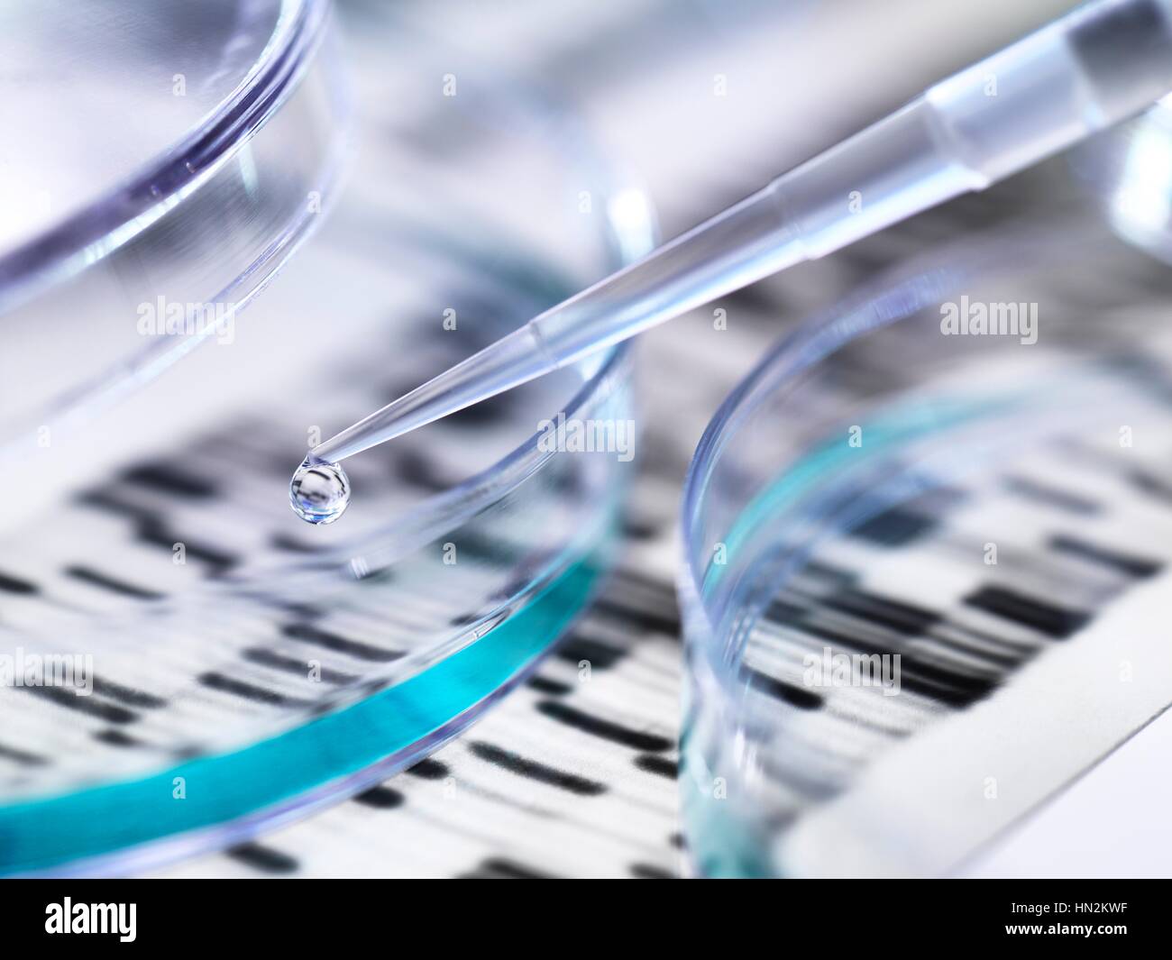 Genetics research. Pipette and petri dish in front of a DNA ...