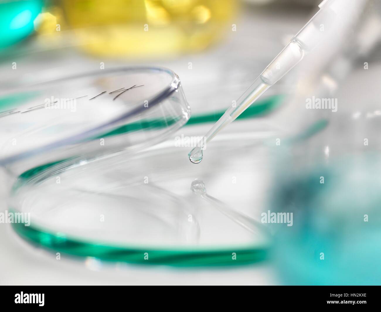 Sample being pipetted into a Petri dish Stock Photo - Alamy