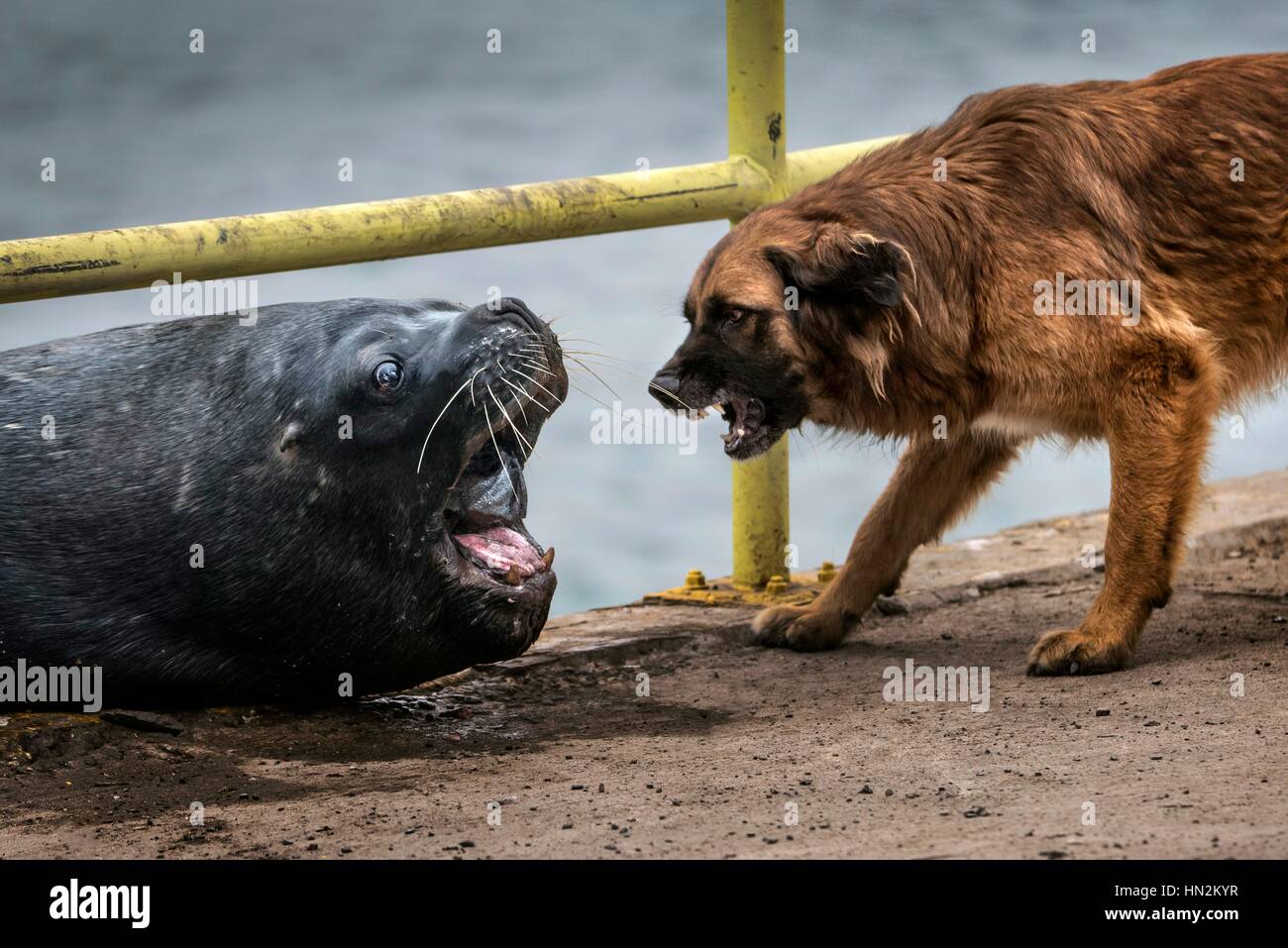 Lion fighting fish hi-res stock photography and images - Alamy