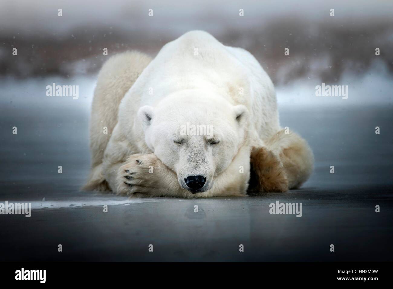 Polar bear sleeping on the ice. Churchill, Canada Stock Photo - Alamy
