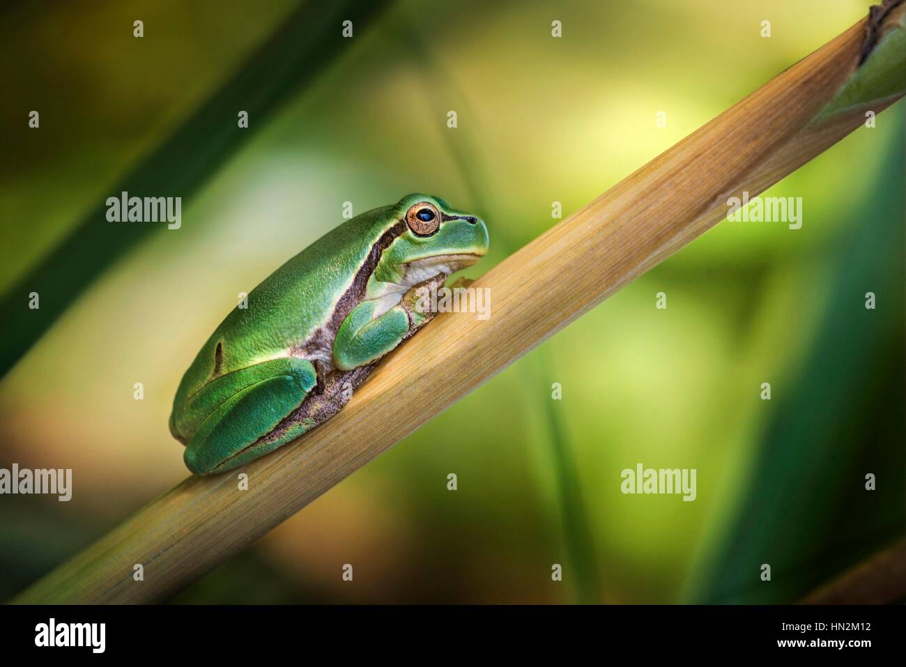 Frog on plant stem Stock Photo - Alamy