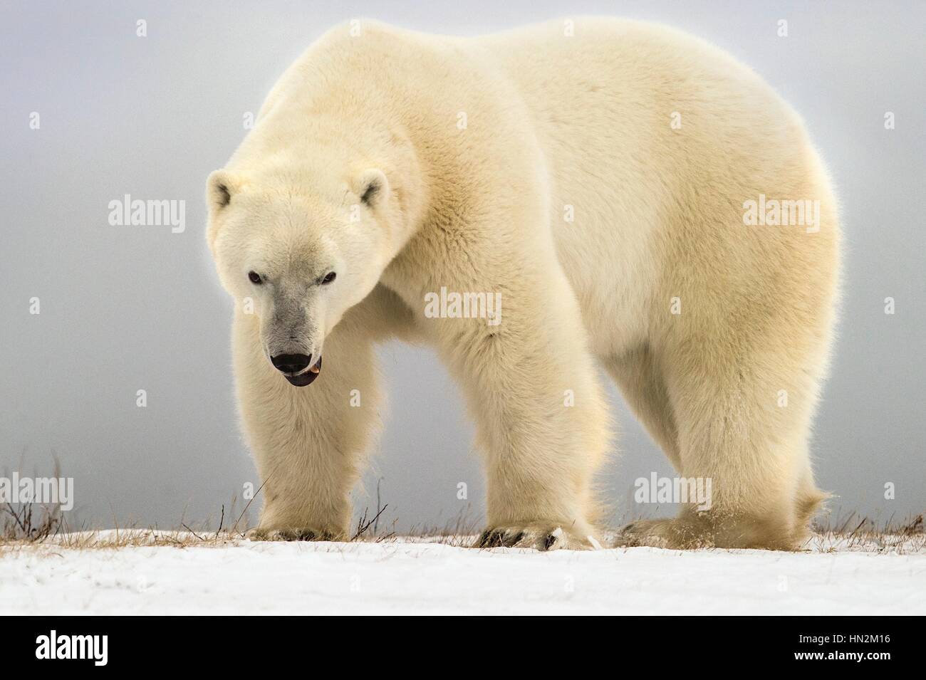 Manitoba fauna hi-res stock photography and images - Alamy